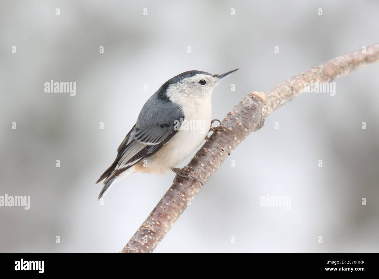 Nuthatches hi-res stock photography and images - Alamy