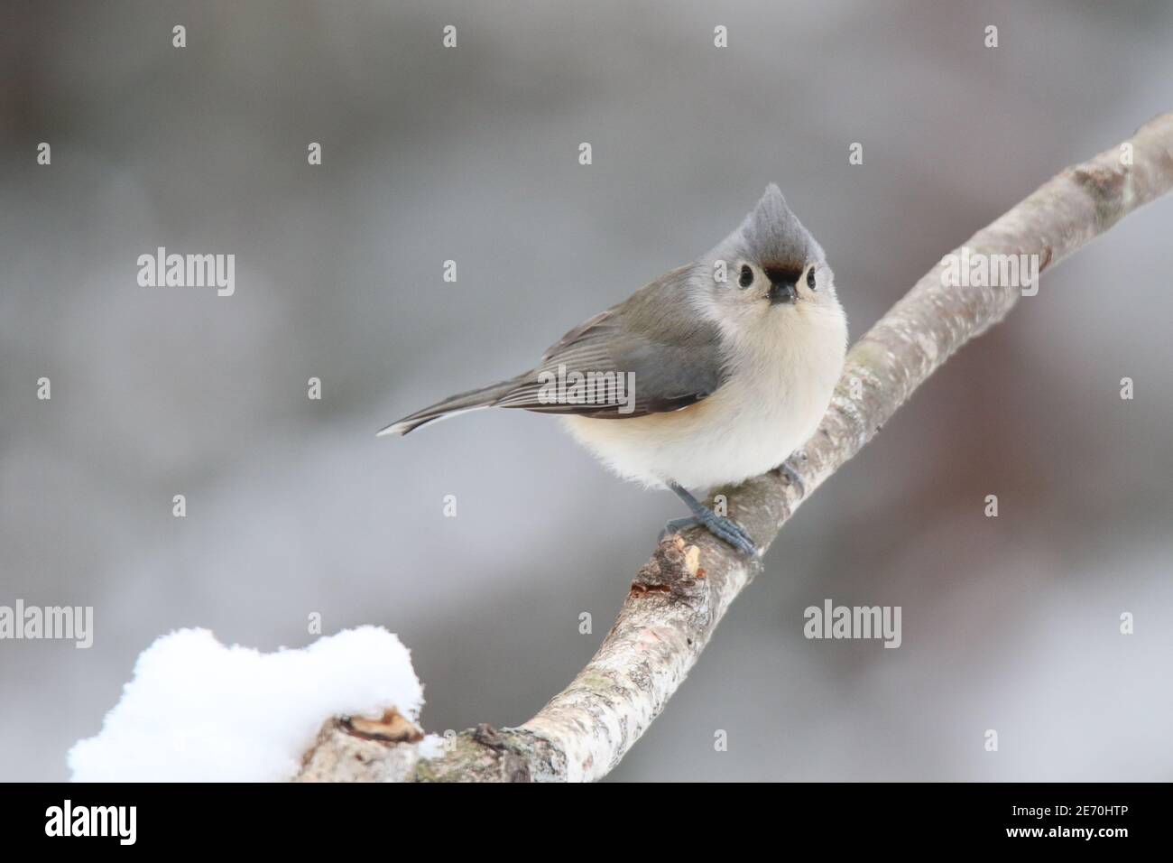 A tufted titmouse Baeolophus bicolor perching in a winter snow storm ...