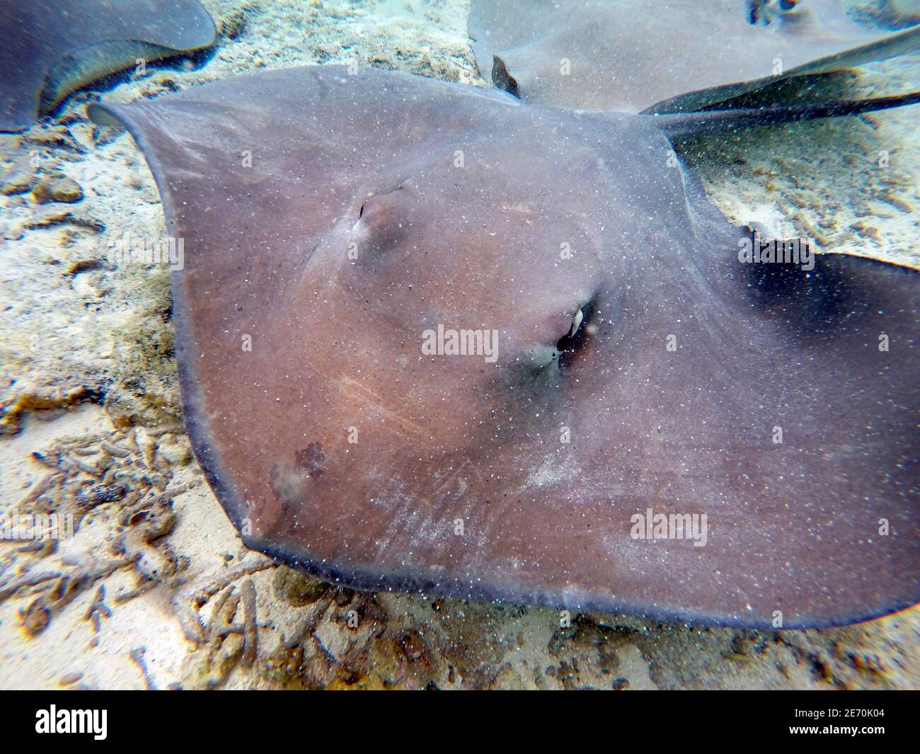 February 2020 - Sting rays in the shallow waters of the Bora Bora ...