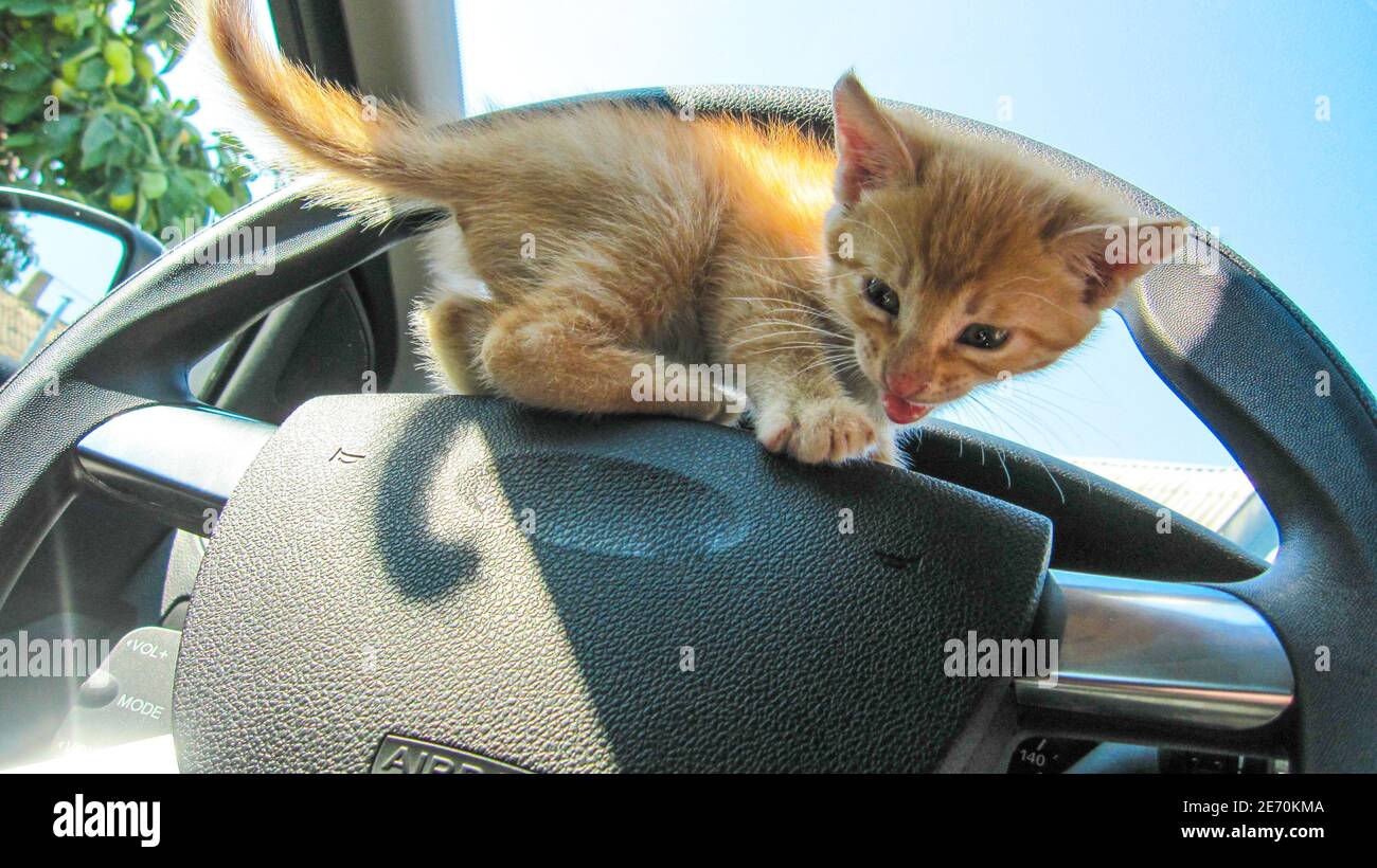 little ginger kitten sits on the steering wheel of a car and meows ...