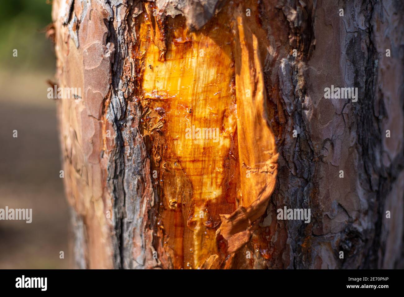 on a tree, a pine tree peeled off the bark, under which a bright yellow ...