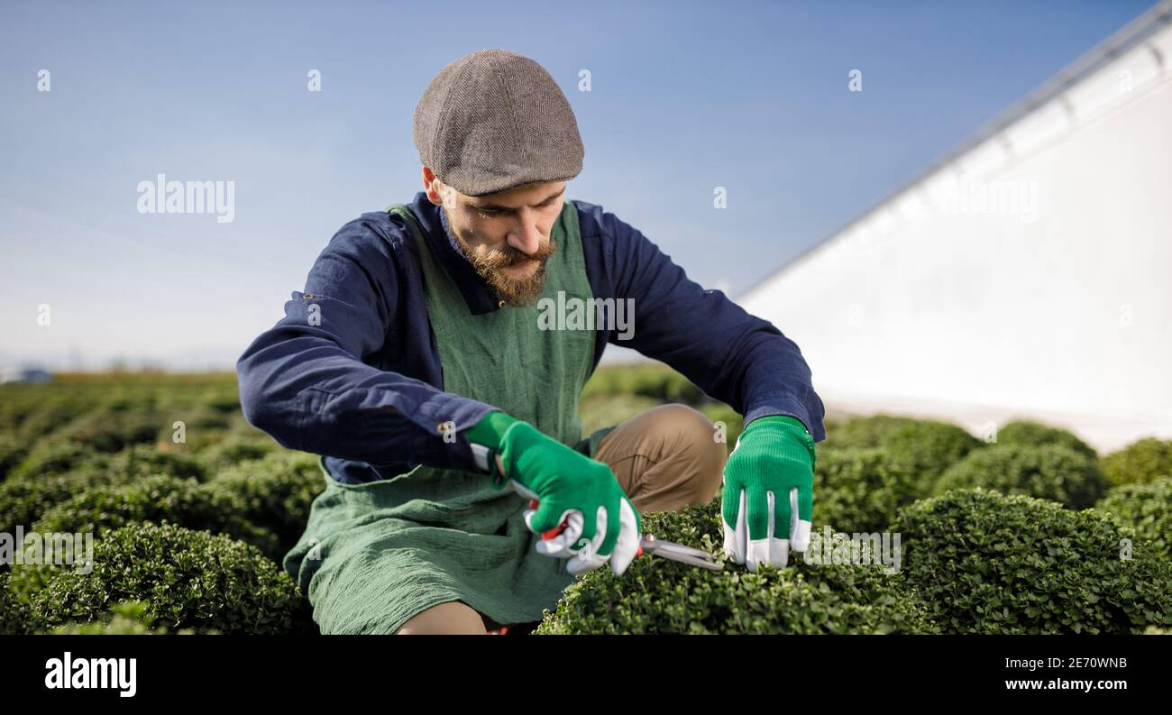 Cropped shots of male gardener at the horticulture while arranging and ...