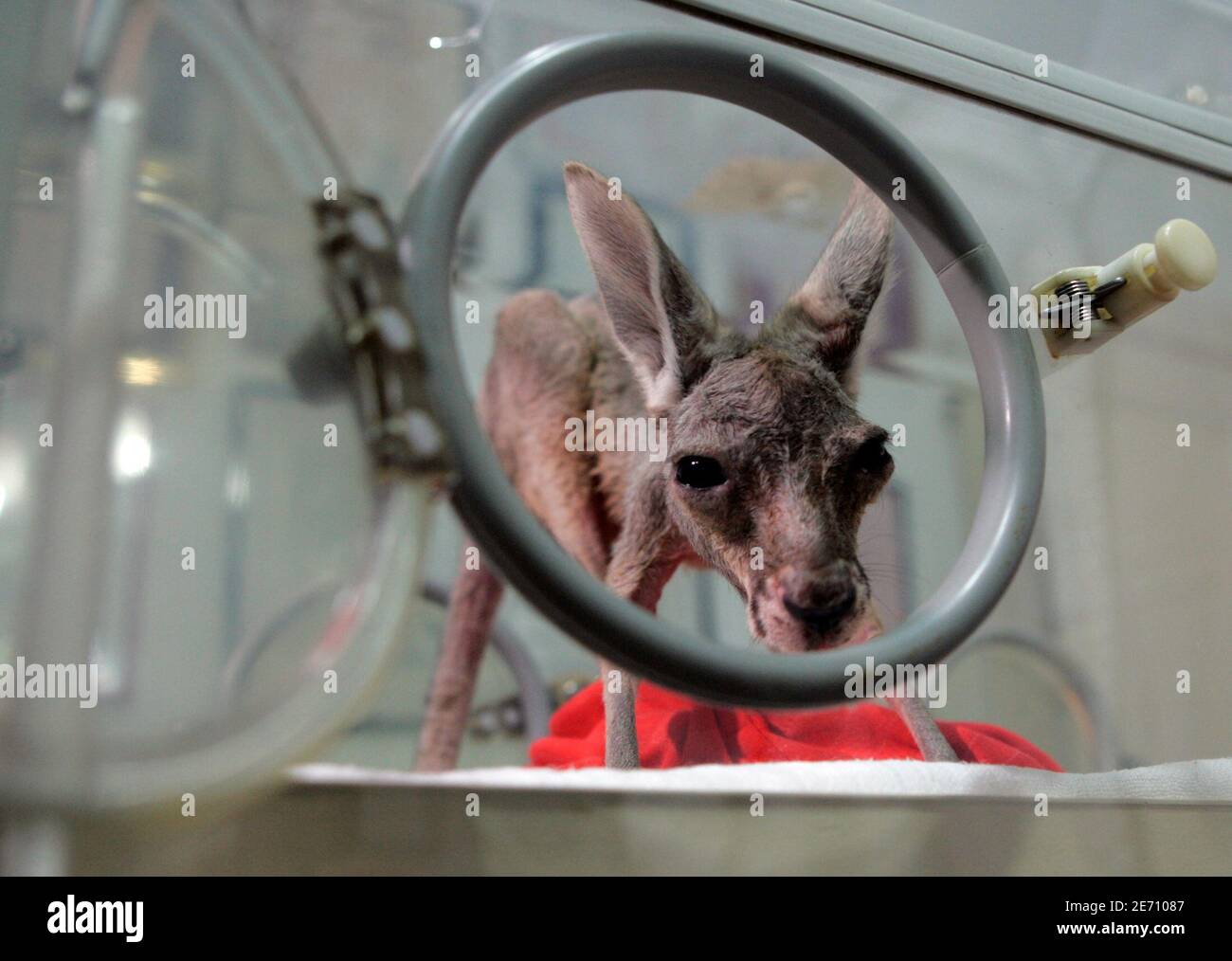 Kangaroo in an enclosure hi-res stock photography and images - Alamy