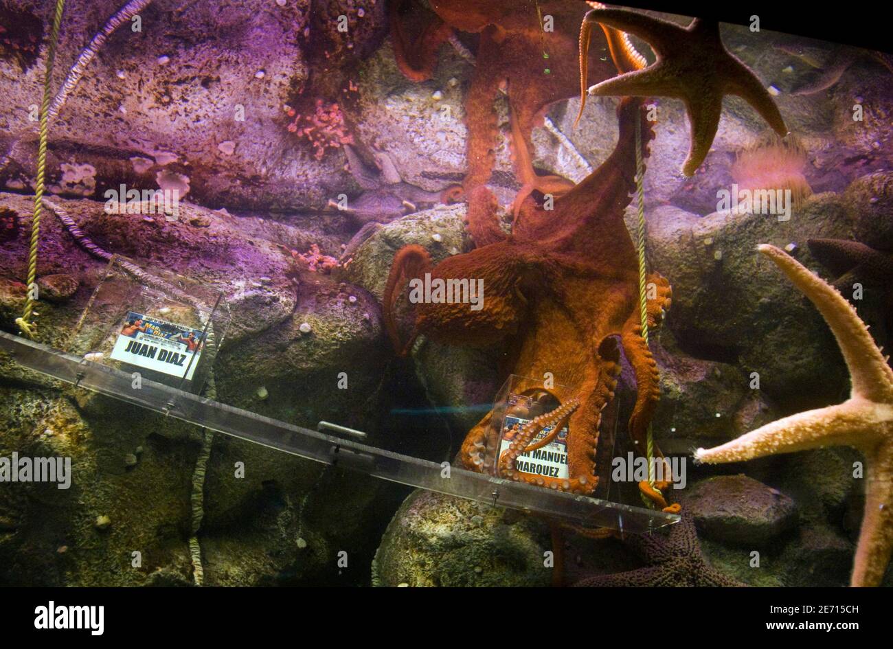 Giant octopus science hi-res stock photography and images - Alamy