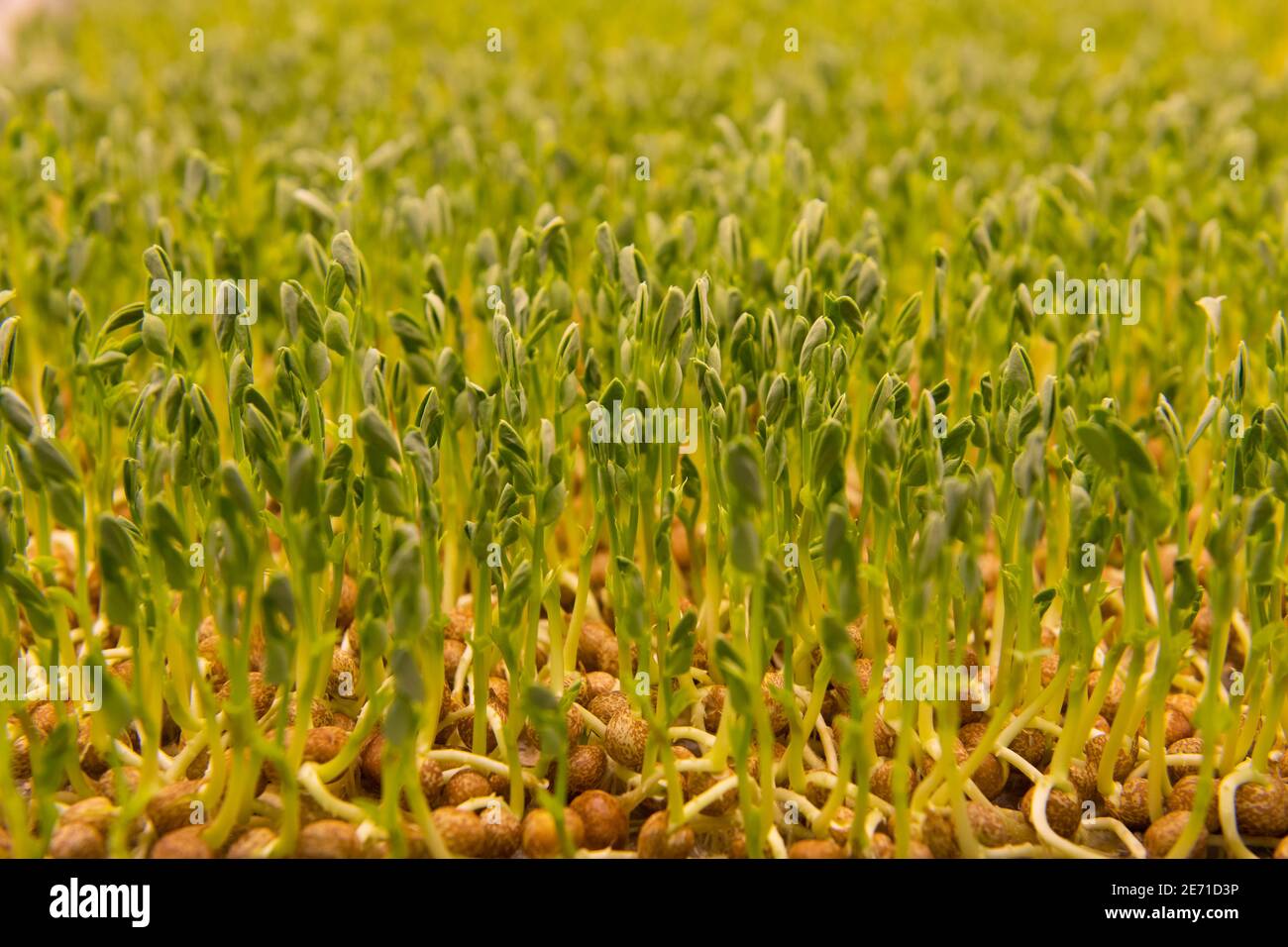 Pea shoots growing in an underground farm in London Stock Photo - Alamy