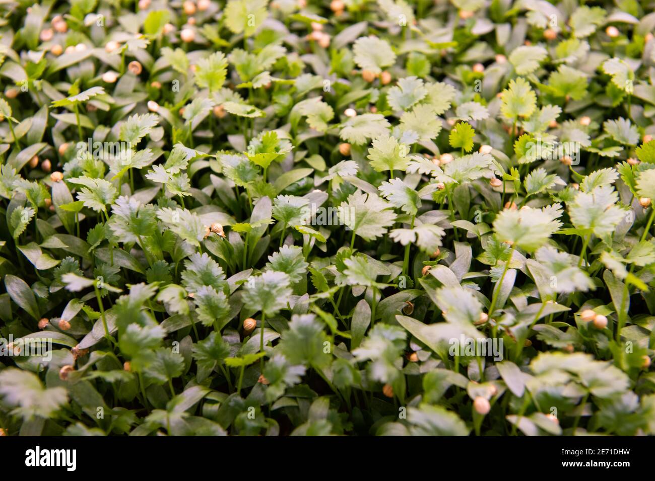 Coriander Cilantro growing in an underground farm in London Stock Photo ...