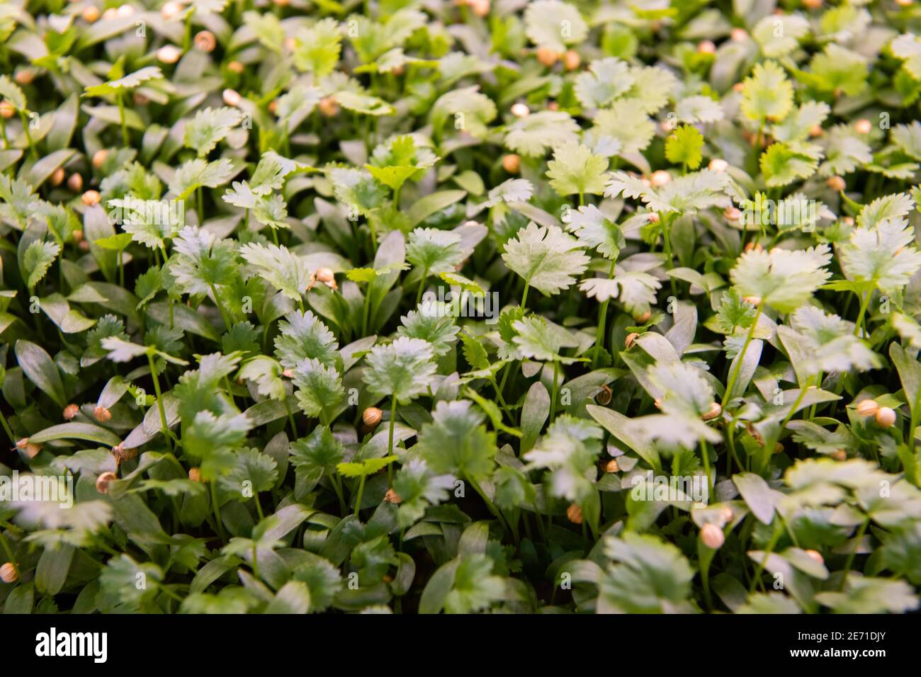 Coriander Cilantro growing in an underground farm in London Stock Photo ...