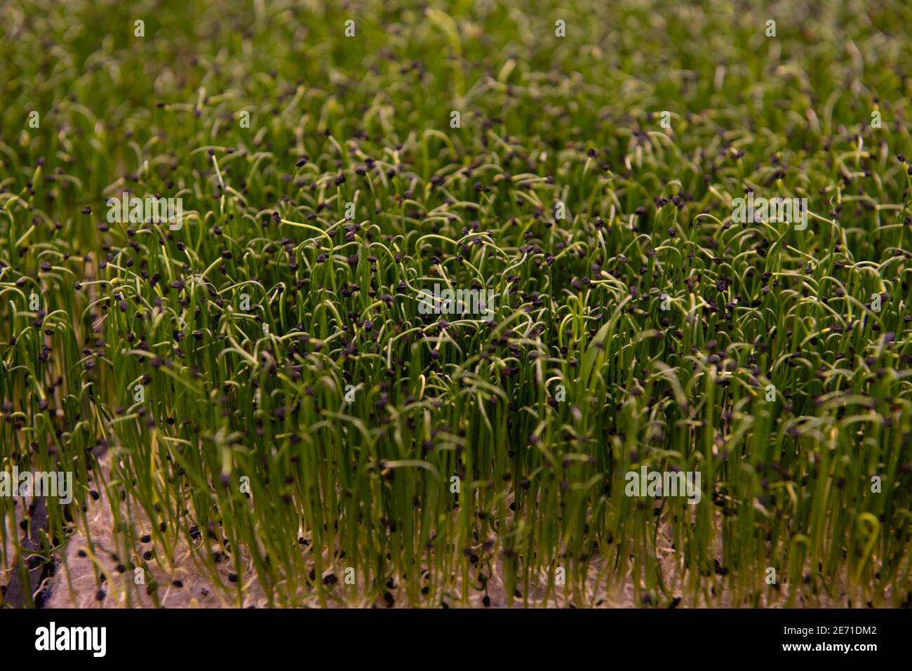 Garlic Chives growing in an underground farm in London Stock Photo - Alamy