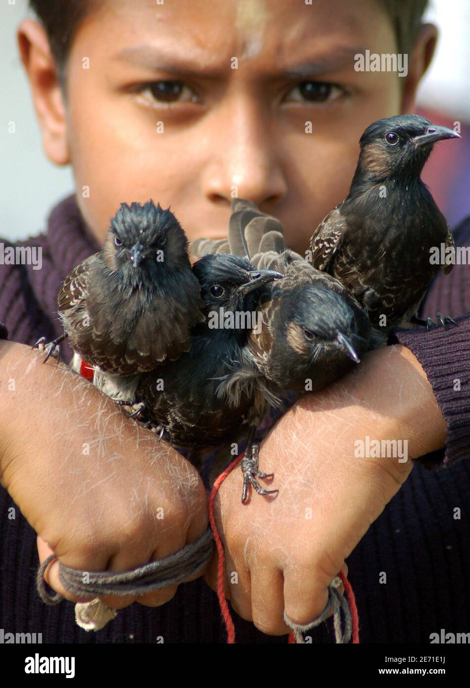 Bulbuls Of India High Resolution Stock Photography and Images - Alamy