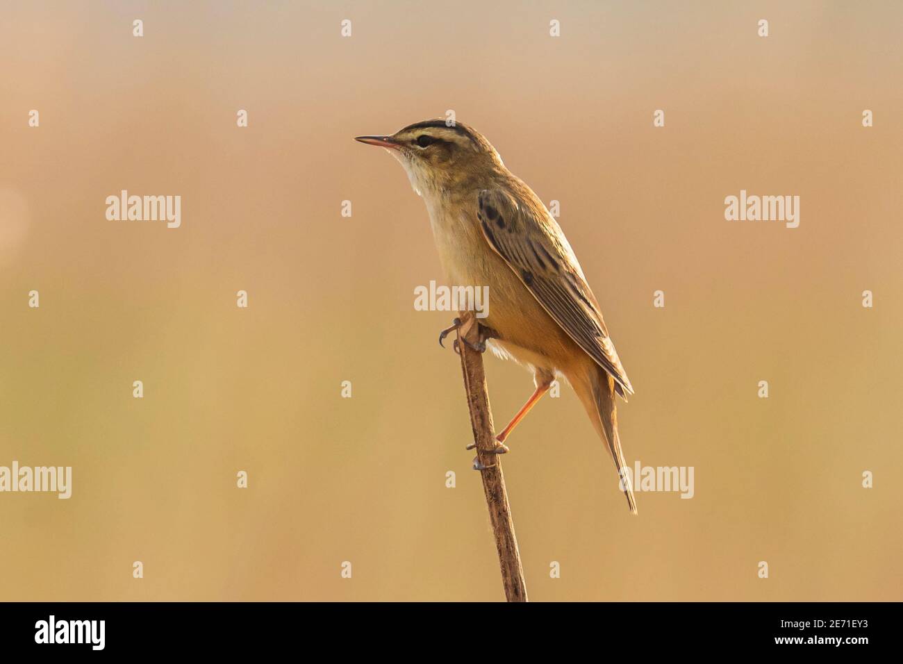 Closeup of a Sedge Warbler bird, Acrocephalus schoenobaenus, singing to attract a female during ...