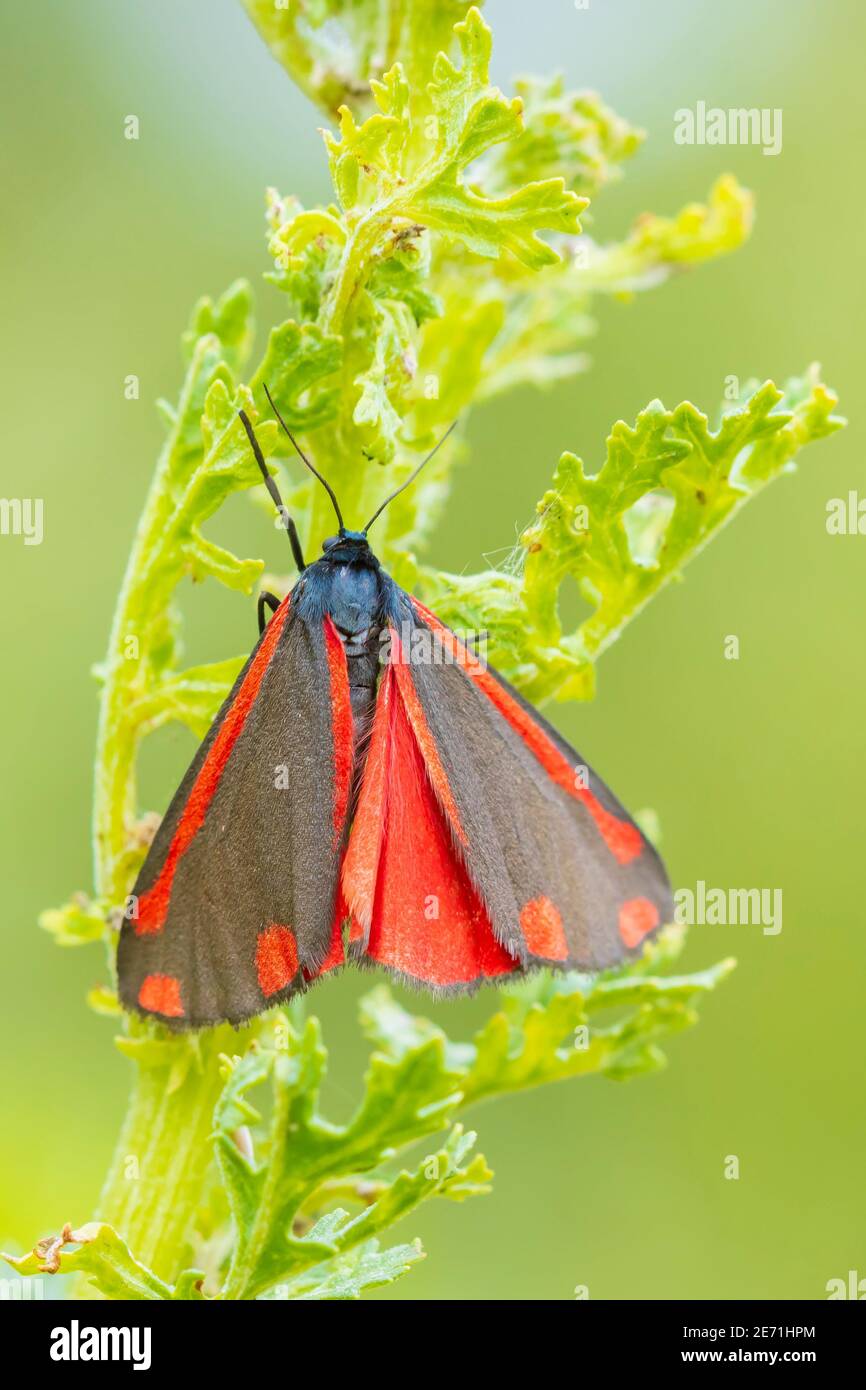 Cinnabar moth, Tyria jacobaeae, resting in a meadow drying his wings ...