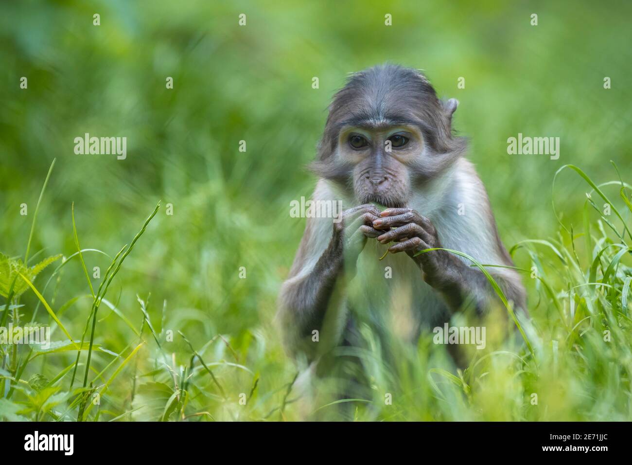 White-naped mangabey, Cercocebus atys lunulatus, eating leaves while ...