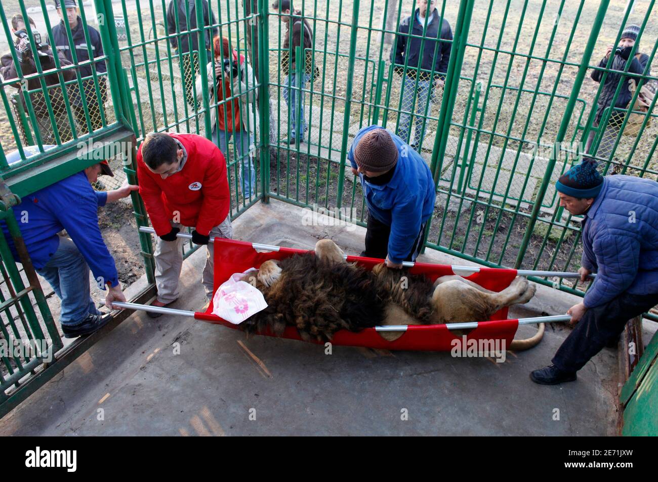 Relocate Lion High Resolution Stock Photography and Images - Alamy