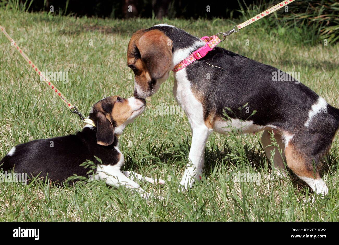 The first beagle High Resolution Stock Photography and Images - Alamy
