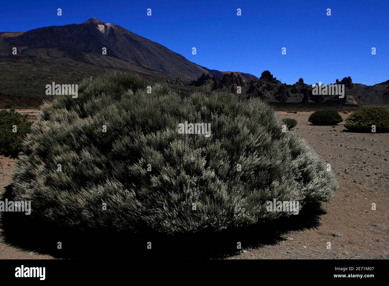 Spartocytisus supranubius hi-res stock photography and images - Alamy