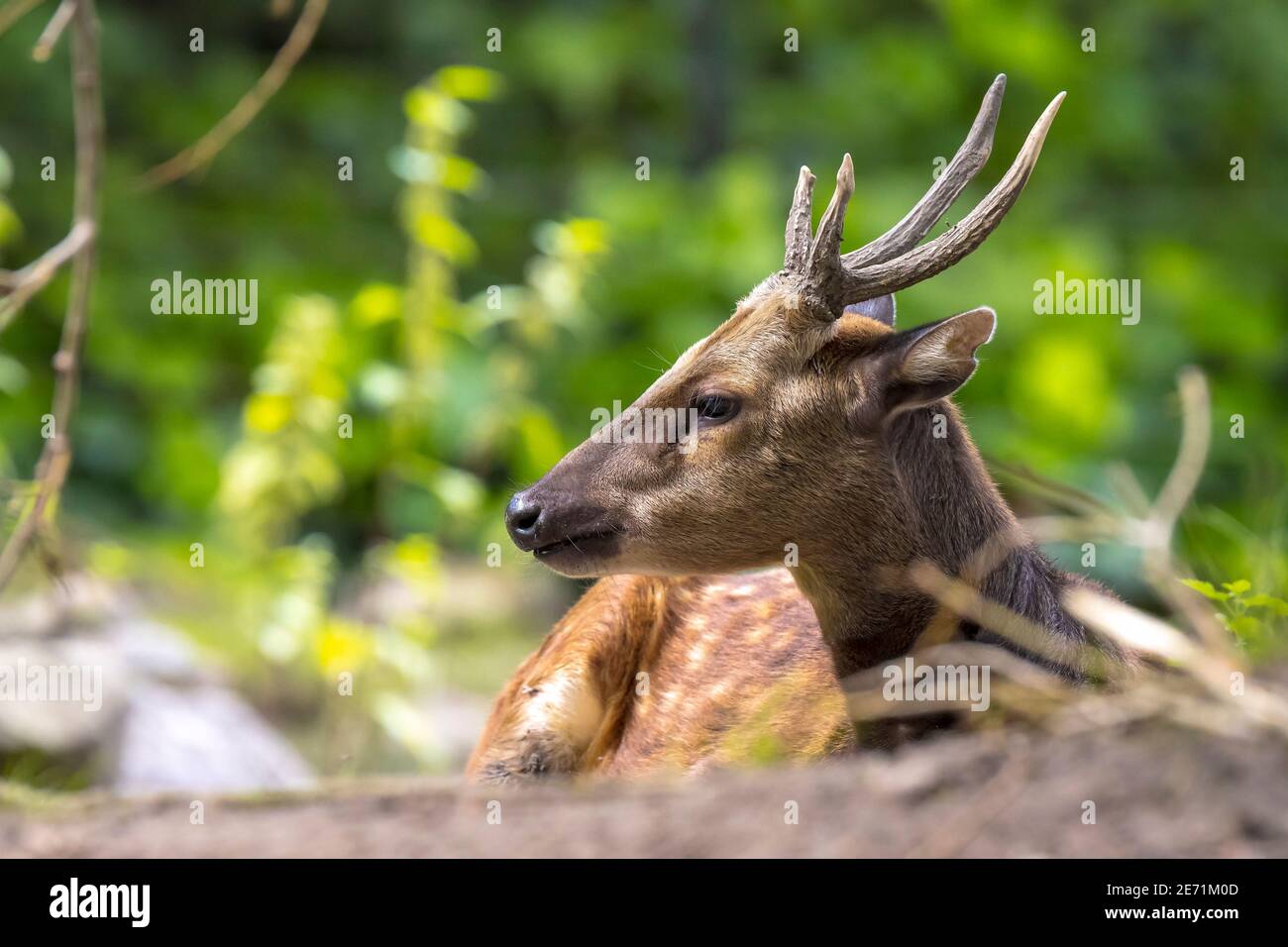 Visayan spotted deer, Rusa alfredi Stock Photo - Alamy