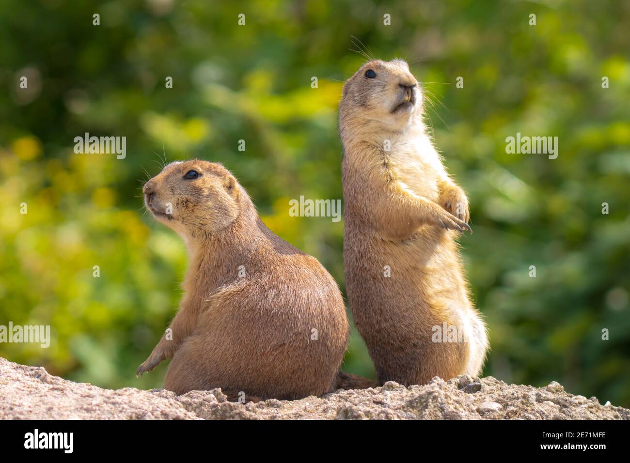 Close up of a black-tailed prairie dog Cynomys ludovicianus eating ...