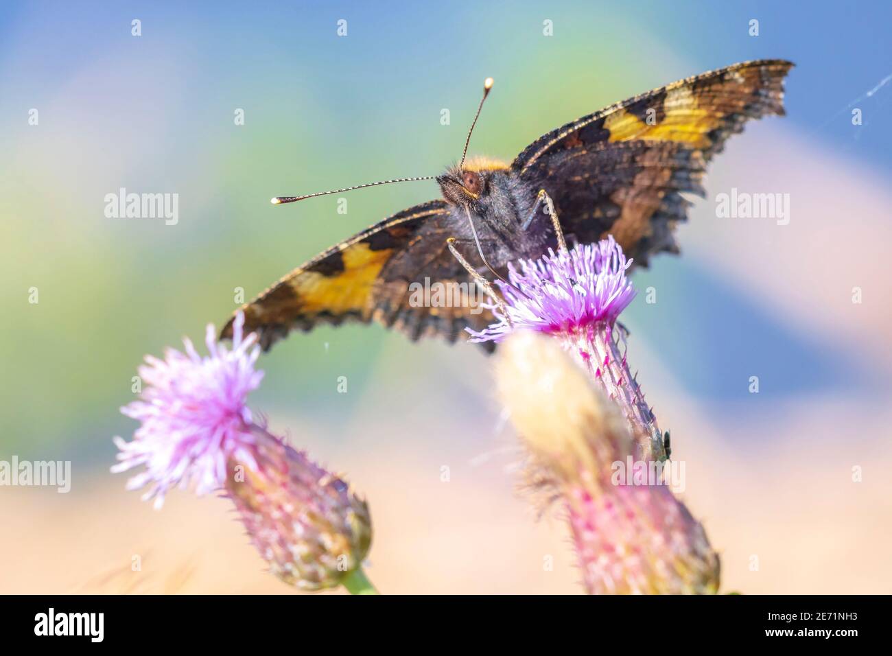 Close-up of the small tortoiseshell Aglais urticae butterfly side view ...