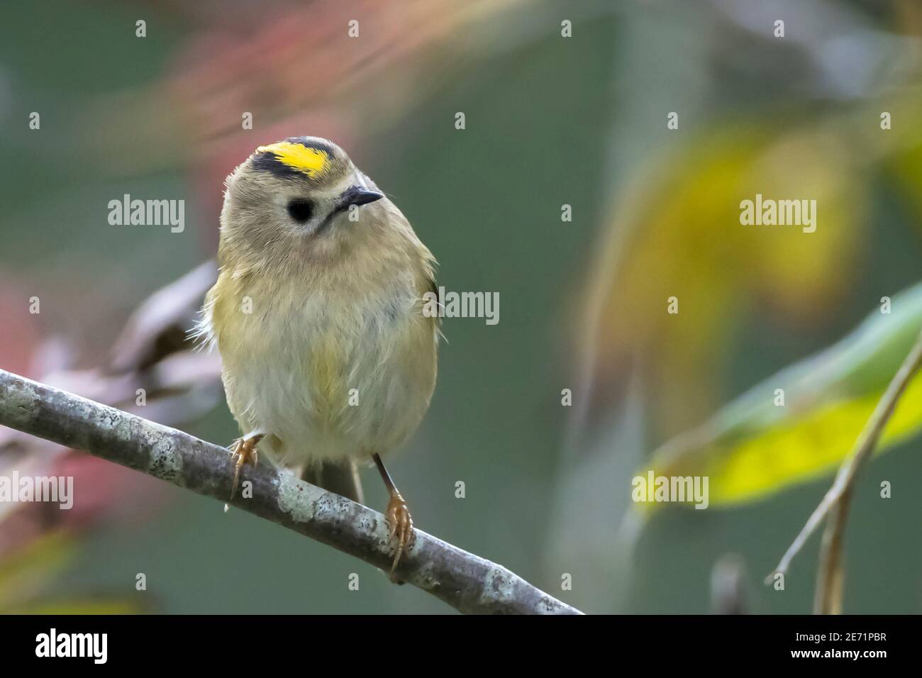 Goldcrest bird, Regulus regulus, foraging through branches of trees and ...