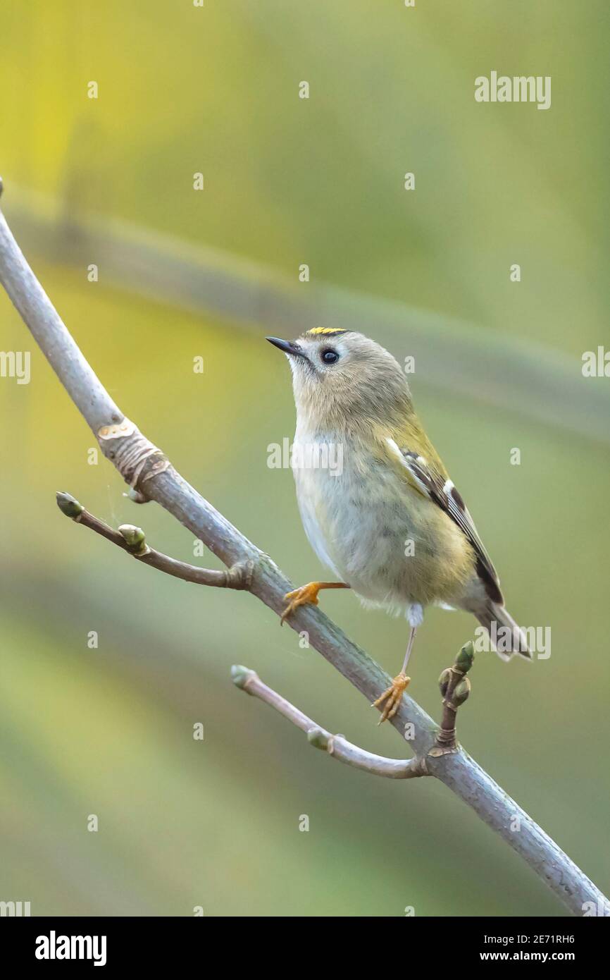 Closeup of a Goldcrest bird, Regulus regulus, foraging through branches ...