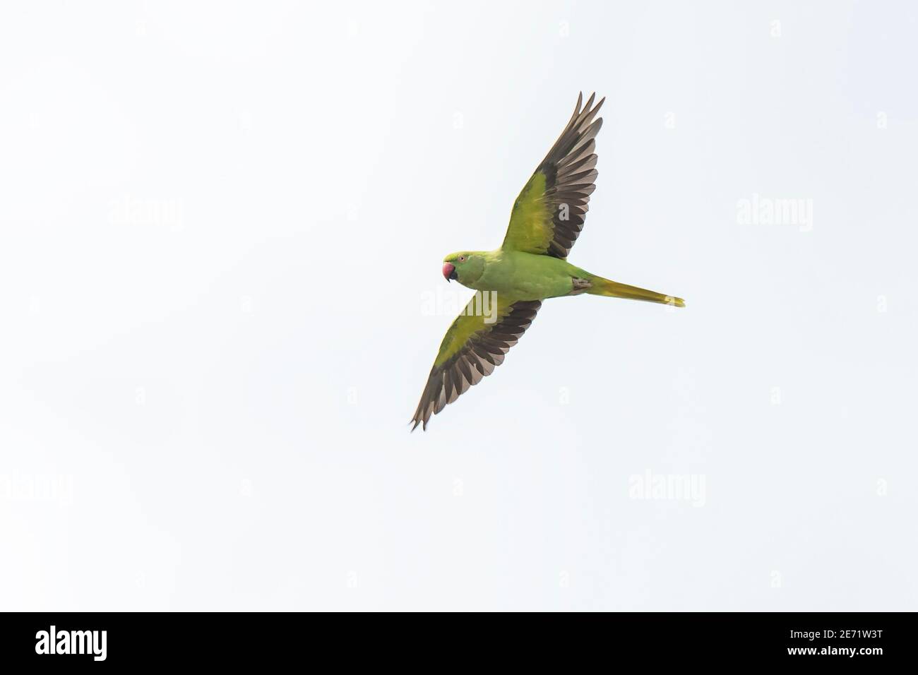 Rose-ringed parakeet, Psittacula krameri, also known as the ring-necked ...