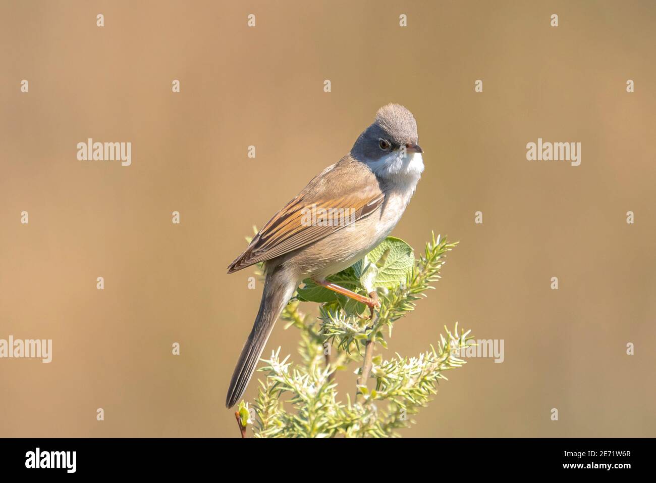 Closeup of a Whitethroat bird, Sylvia communis, foraging in a green ...
