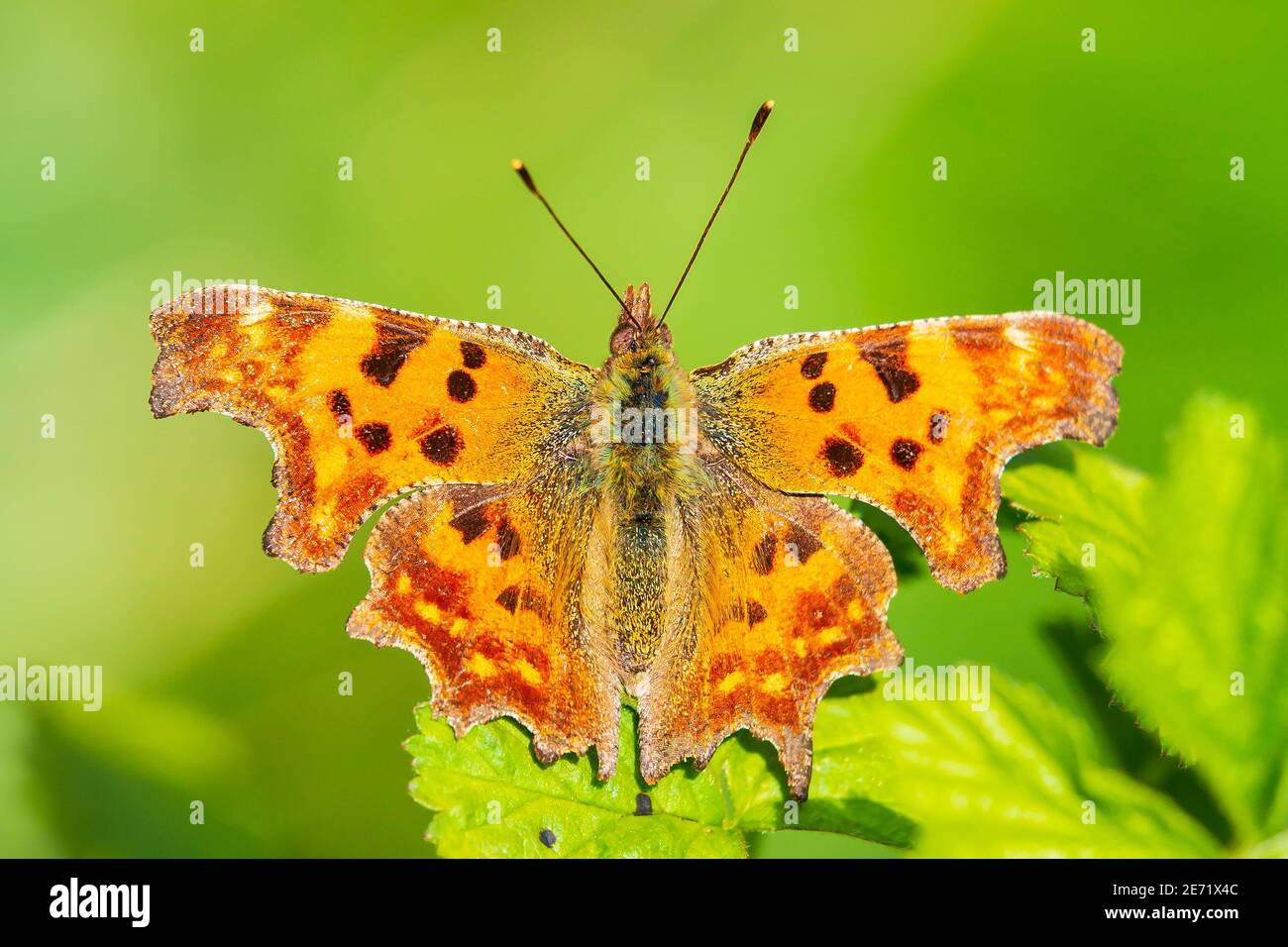 Comma butterfly Polygonia c-album resting in sunlight on vegetation in ...
