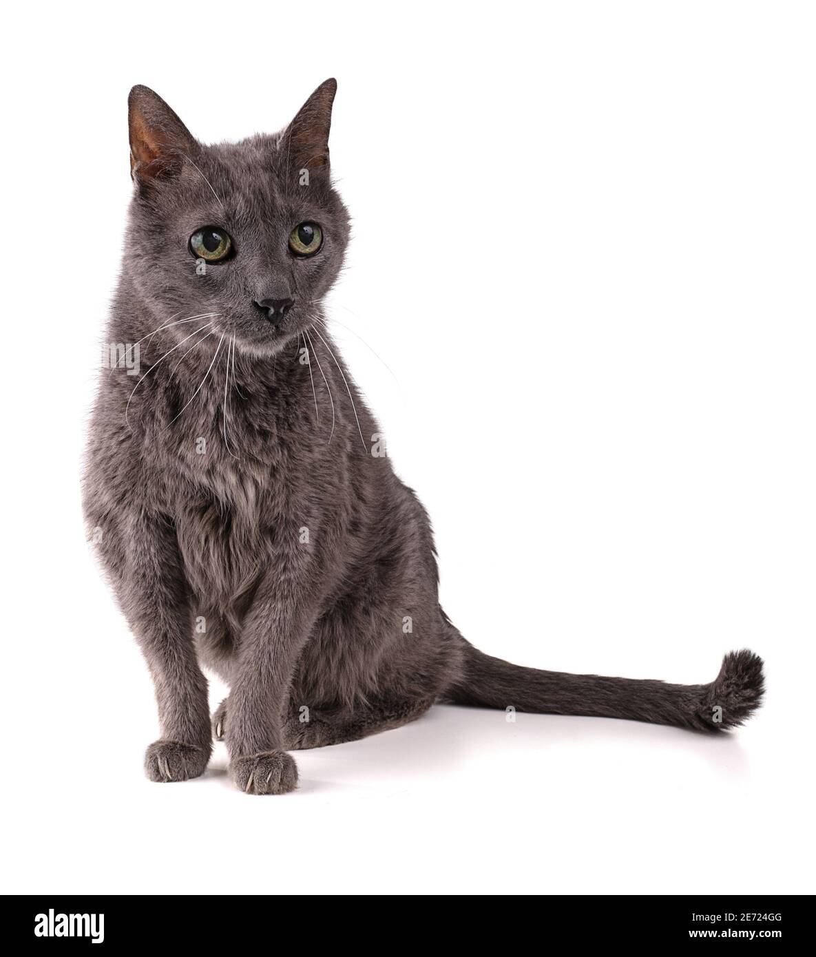 Vintage grey cat 19 years old on white background Stock Photo - Alamy