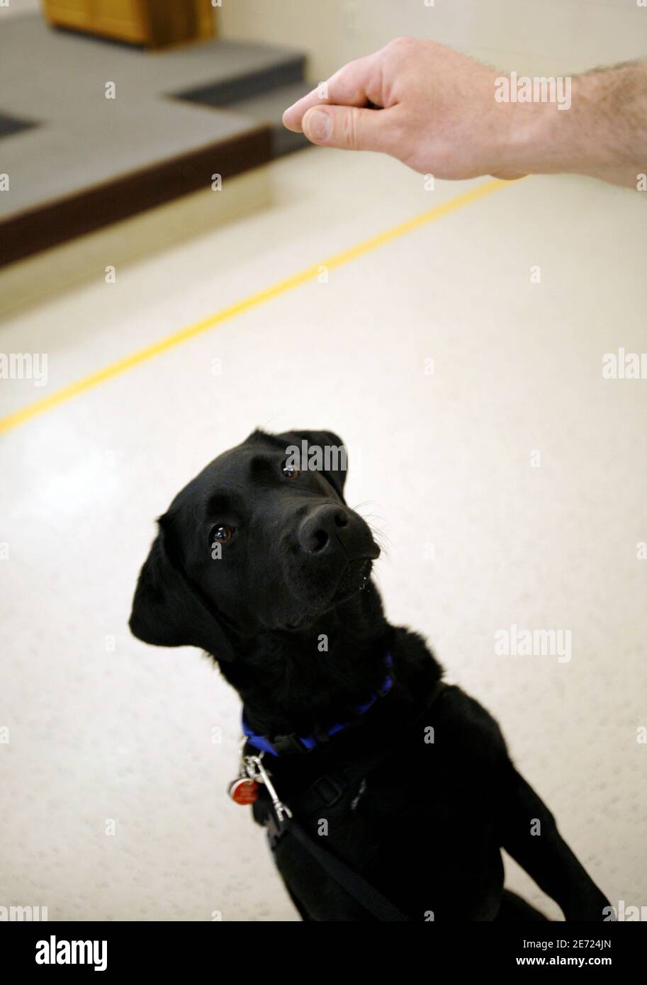 Prison train service dogs hi-res stock photography and images - Alamy