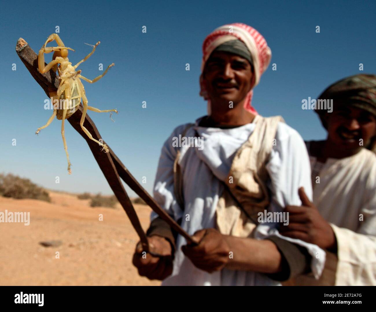 Scorpion desert egypt hi-res stock photography and images - Alamy