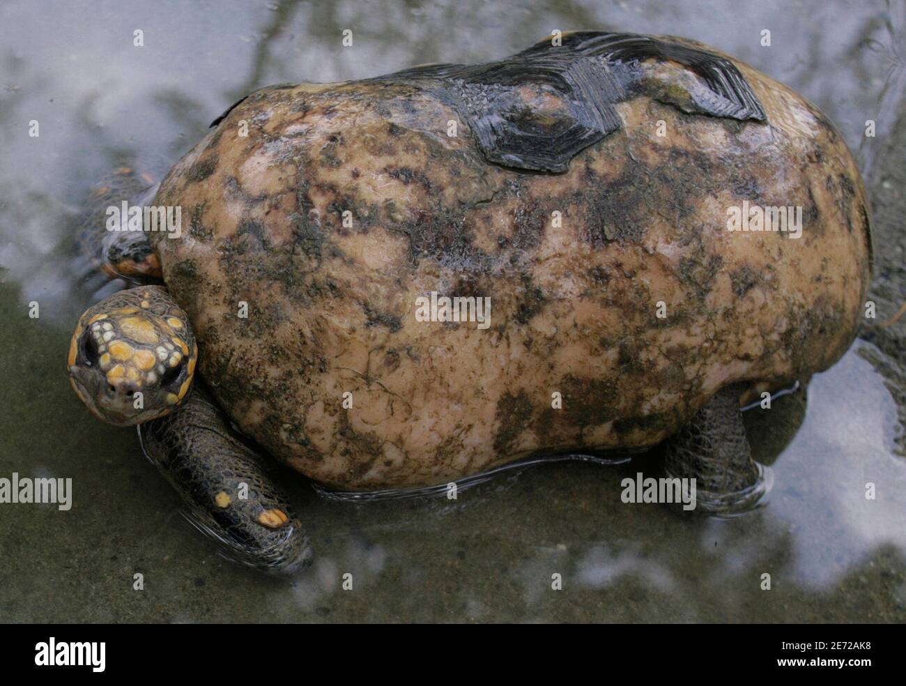 Unidentified shell hi-res stock photography and images - Alamy