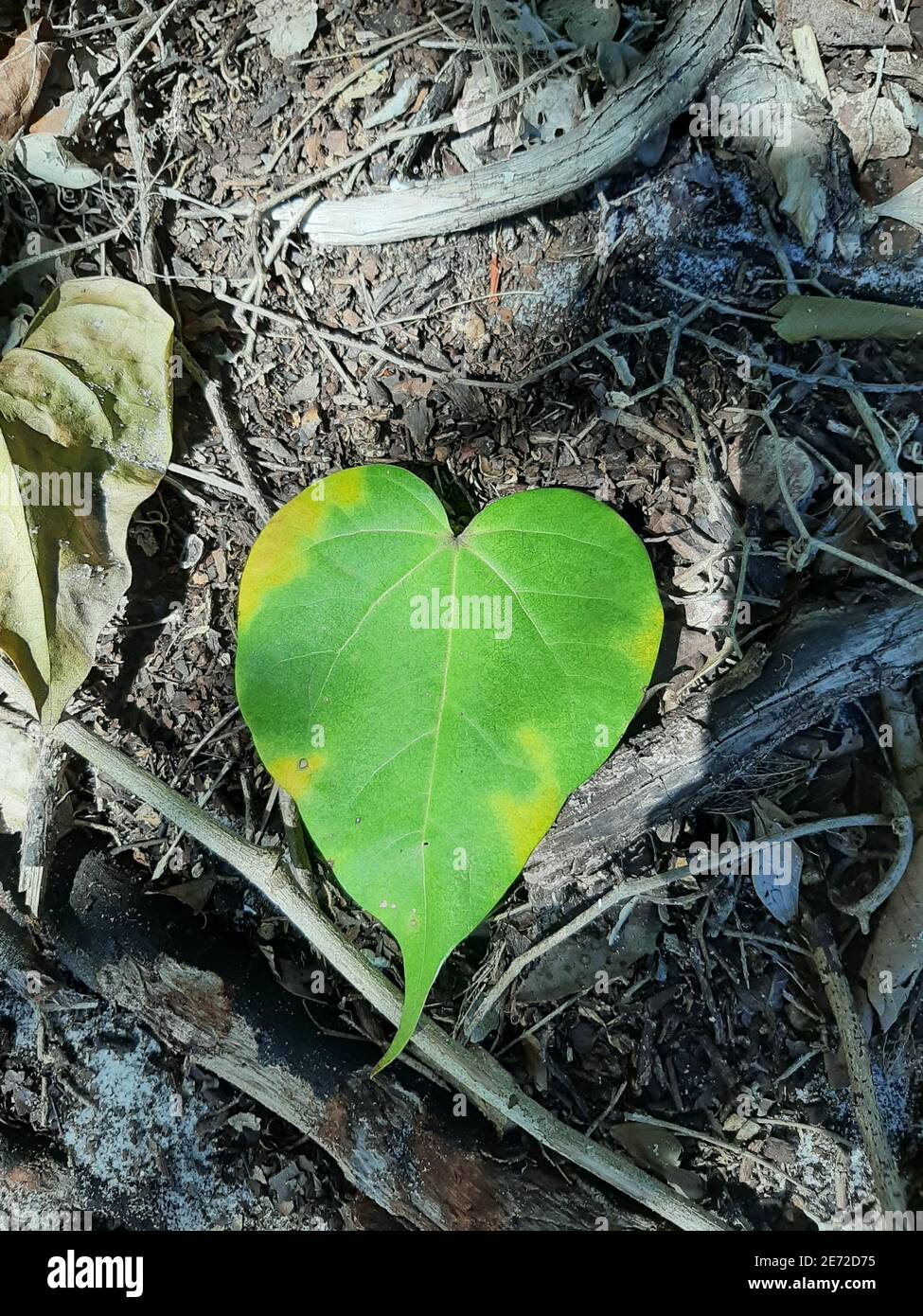Nature's heart leaf Stock Photo - Alamy