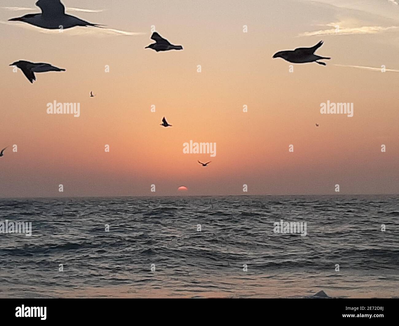 Florida colourful birds hi-res stock photography and images - Alamy