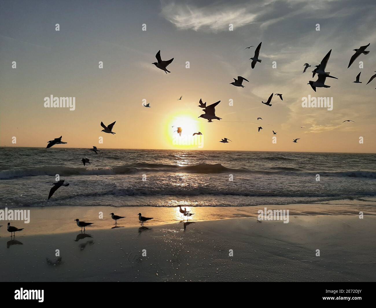 Birds flying across the setting sun Stock Photo - Alamy