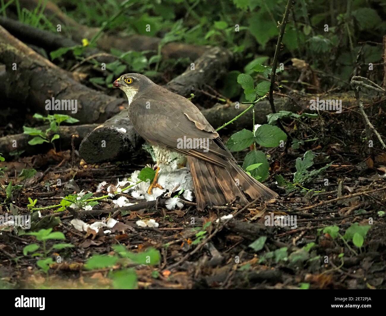 watchful Female Sparrowhawk (Accipiter nisus) plucking feathers of ...