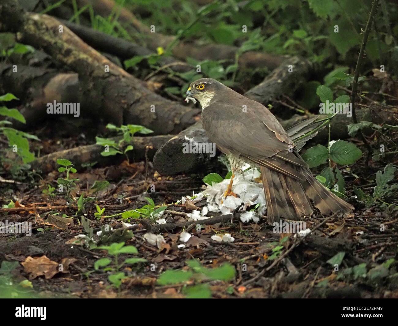 watchful Female Sparrowhawk (Accipiter nisus) plucking feathers of ...