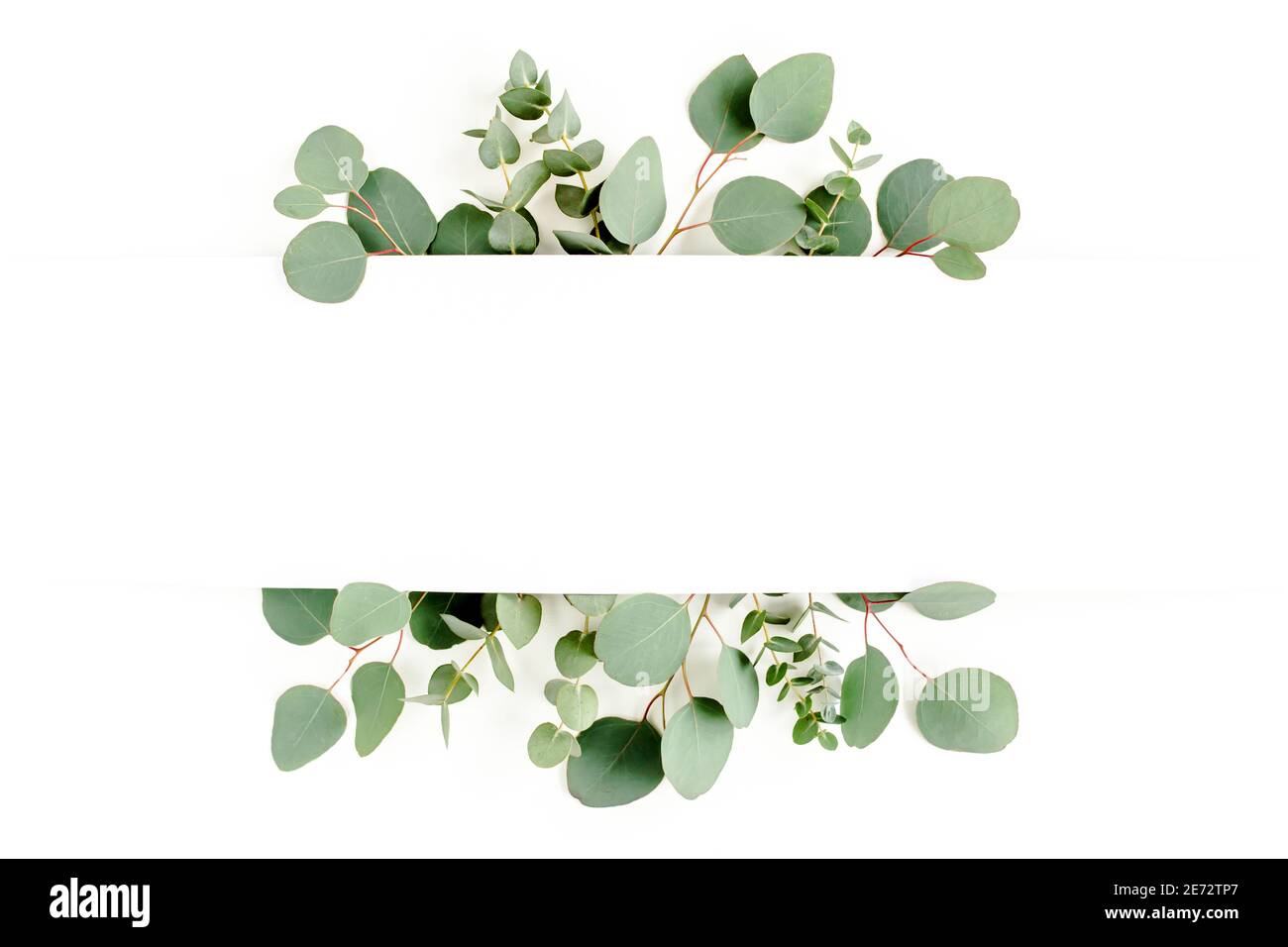 Frame, border made of green leaves eucalyptus isolated on white ...