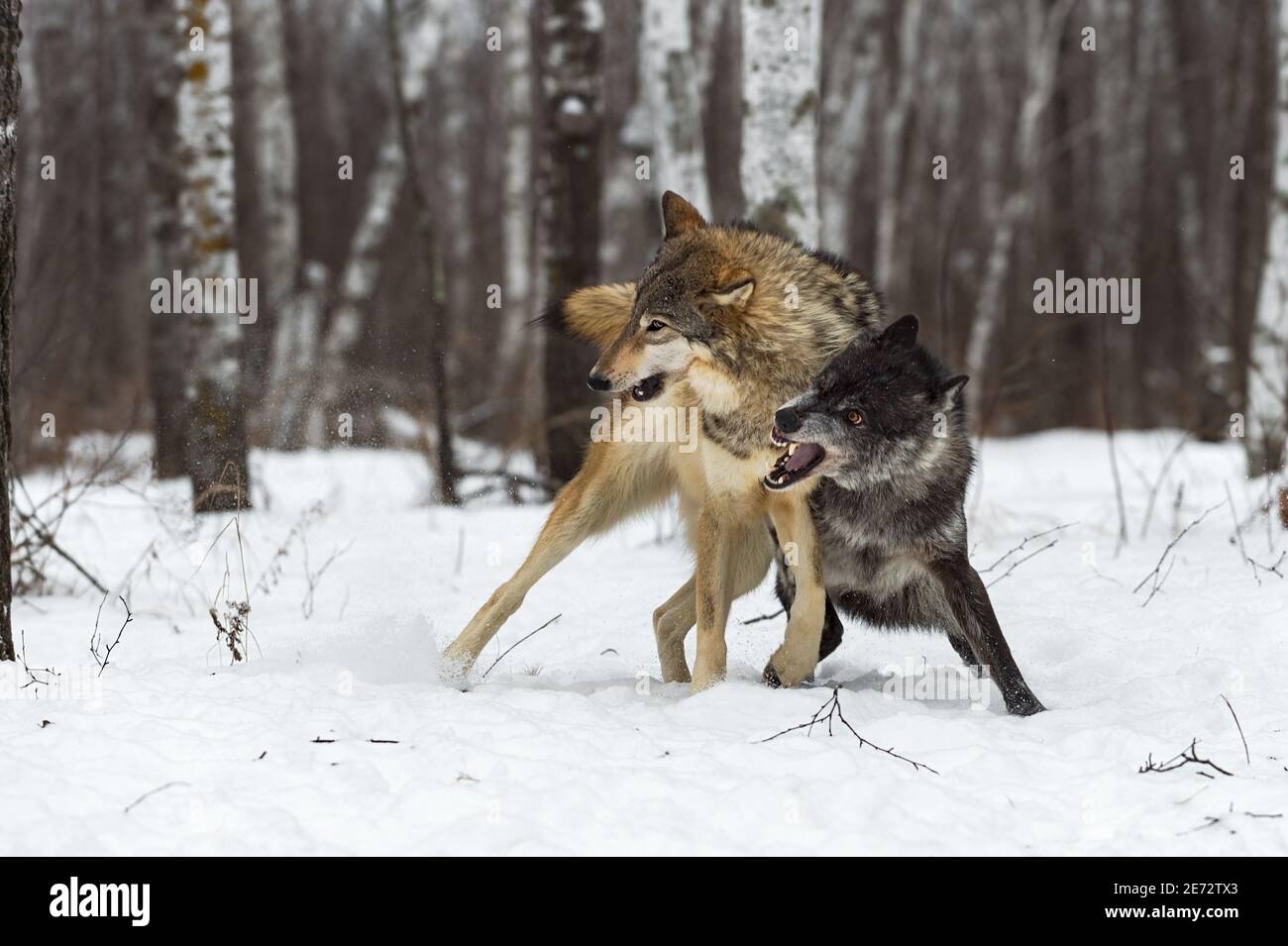 Black-Phase (Canis lupus) Conflicts With Pack Member Winter - captive ...