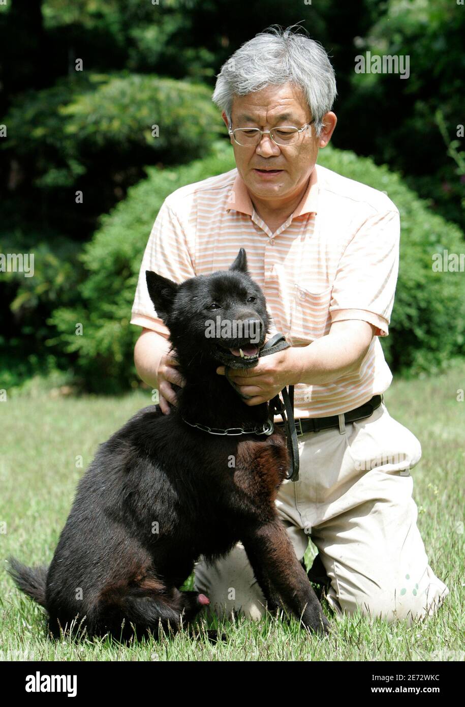 Korean jindo dog hi-res stock photography and images - Alamy