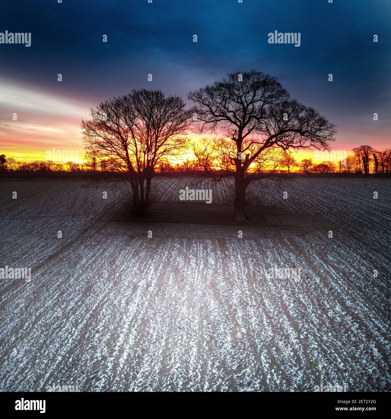 two trees at sunrise Stock Photo - Alamy