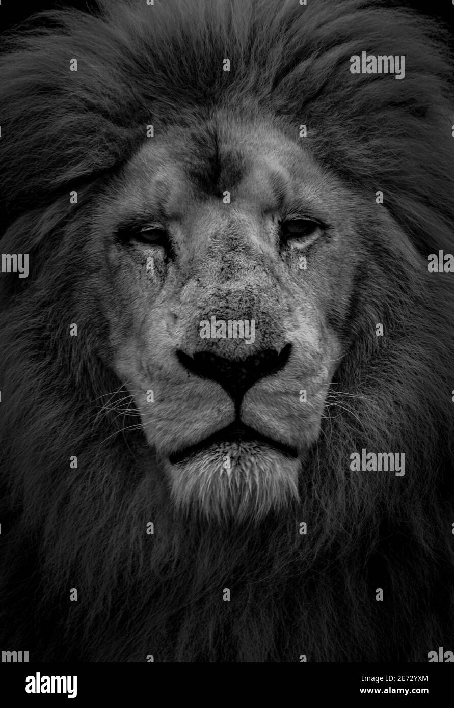 Black and white lion portrait hi-res stock photography and images - Alamy