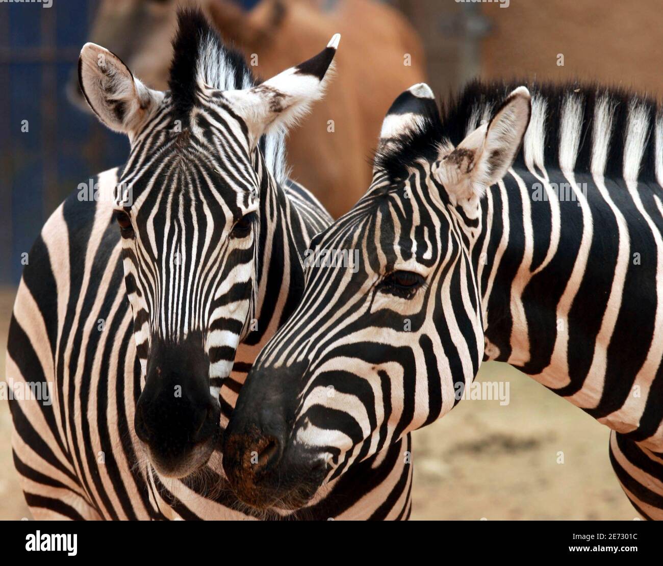 Riyadh zoo in saudi arabia hi-res stock photography and images - Alamy