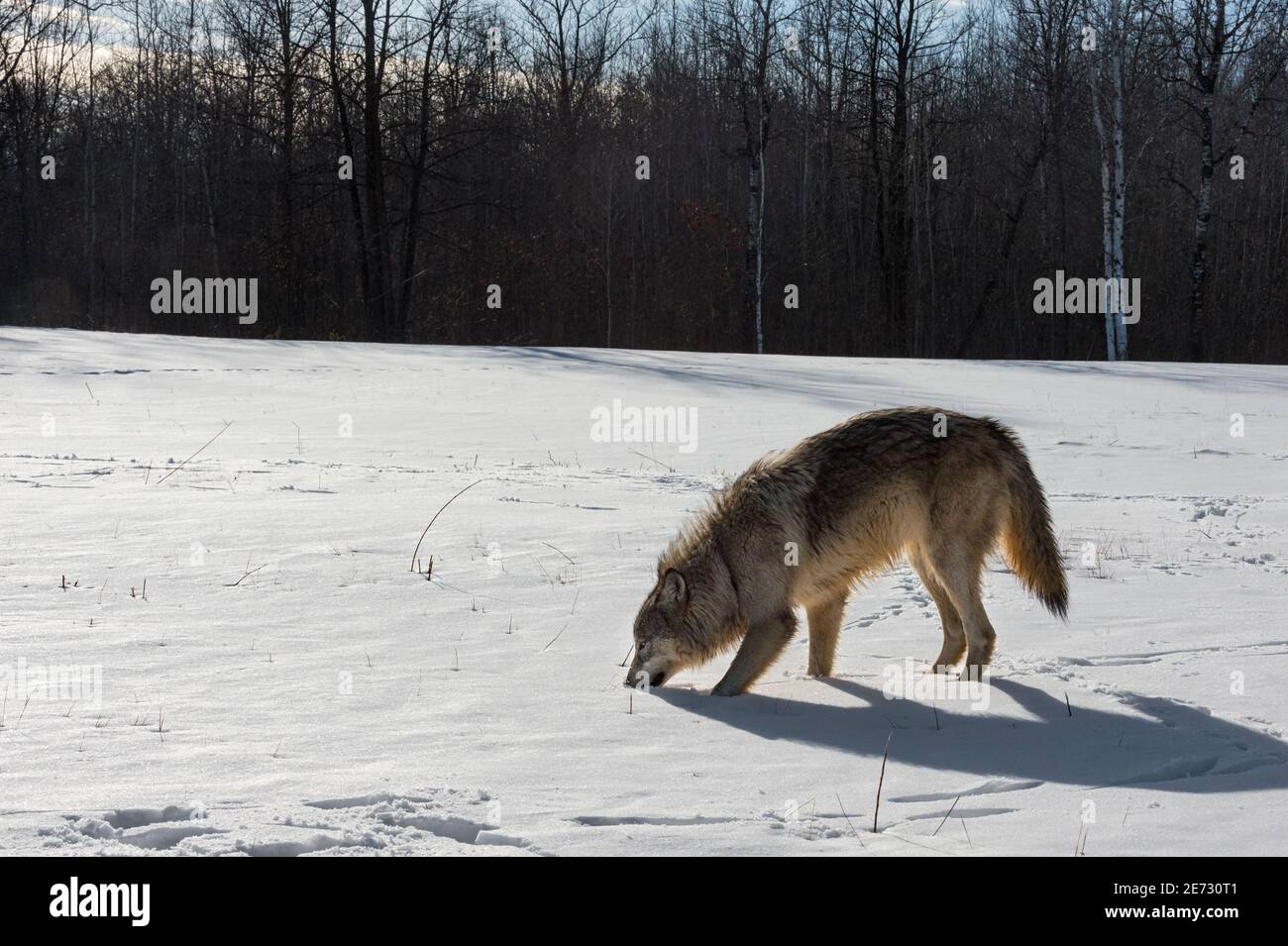 Backlit grey wolf canis hi-res stock photography and images - Alamy