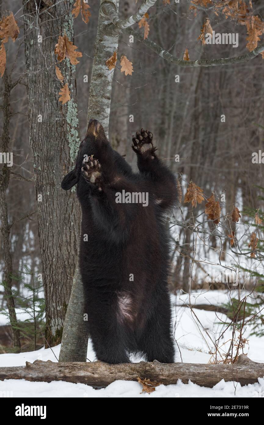 Black bear back scratch hi-res stock photography and images - Alamy