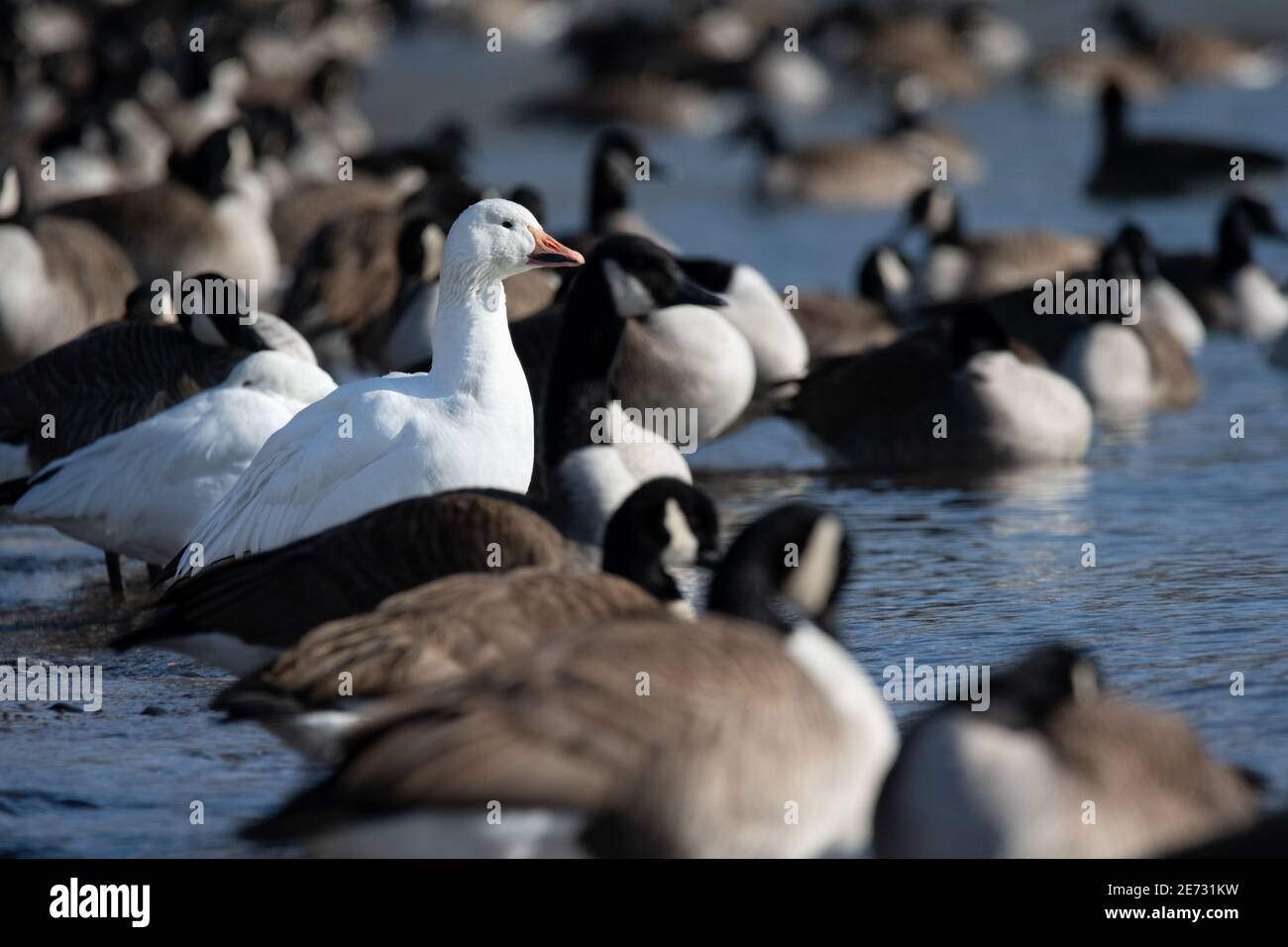 Marsh geese hi-res stock photography and images - Alamy