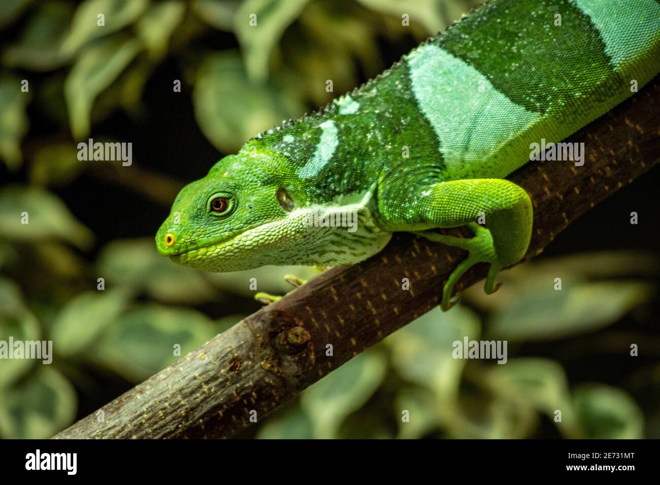 fiji banded iguana Stock Photo - Alamy