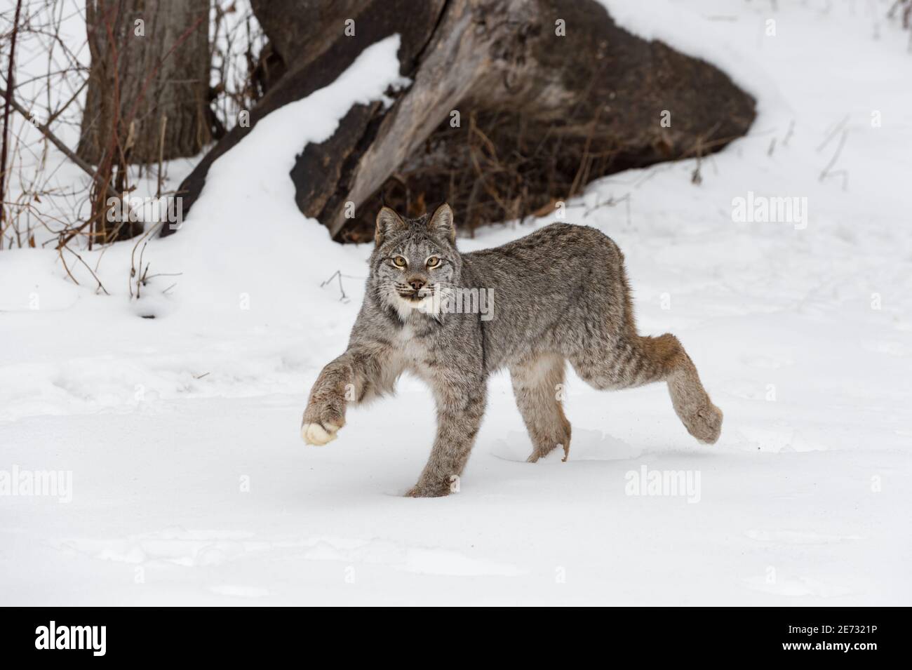 Canadian Lynx (Lynx canadensis) High Steps Through Snow Winter ...