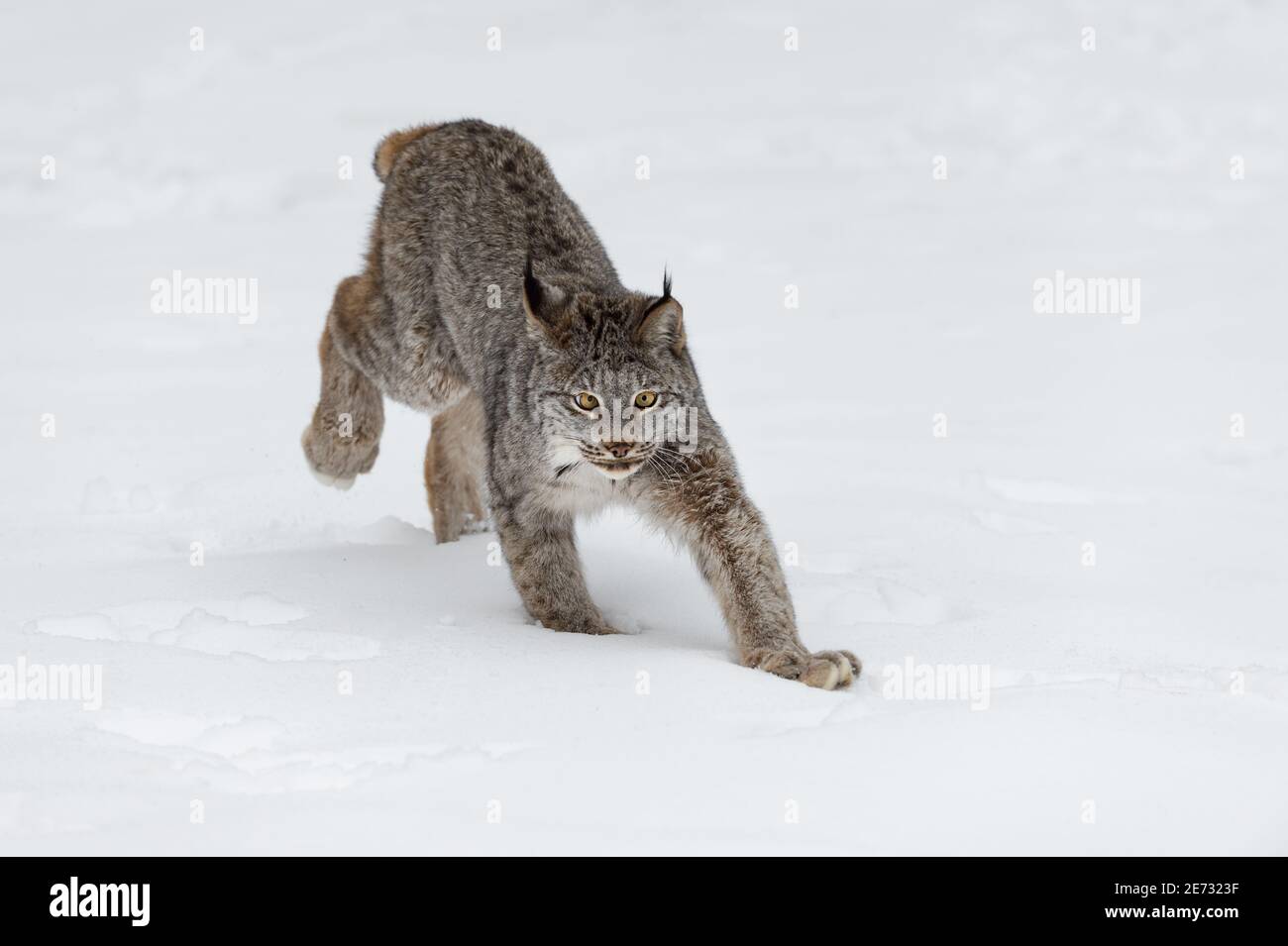 Canadian Lynx (Lynx canadensis) Intensely Focused on One Spot in Snow ...