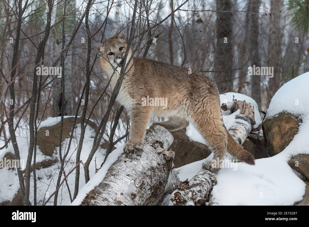 Female Cougar (Puma concolor) Bites at Branch Winter - captive animal ...