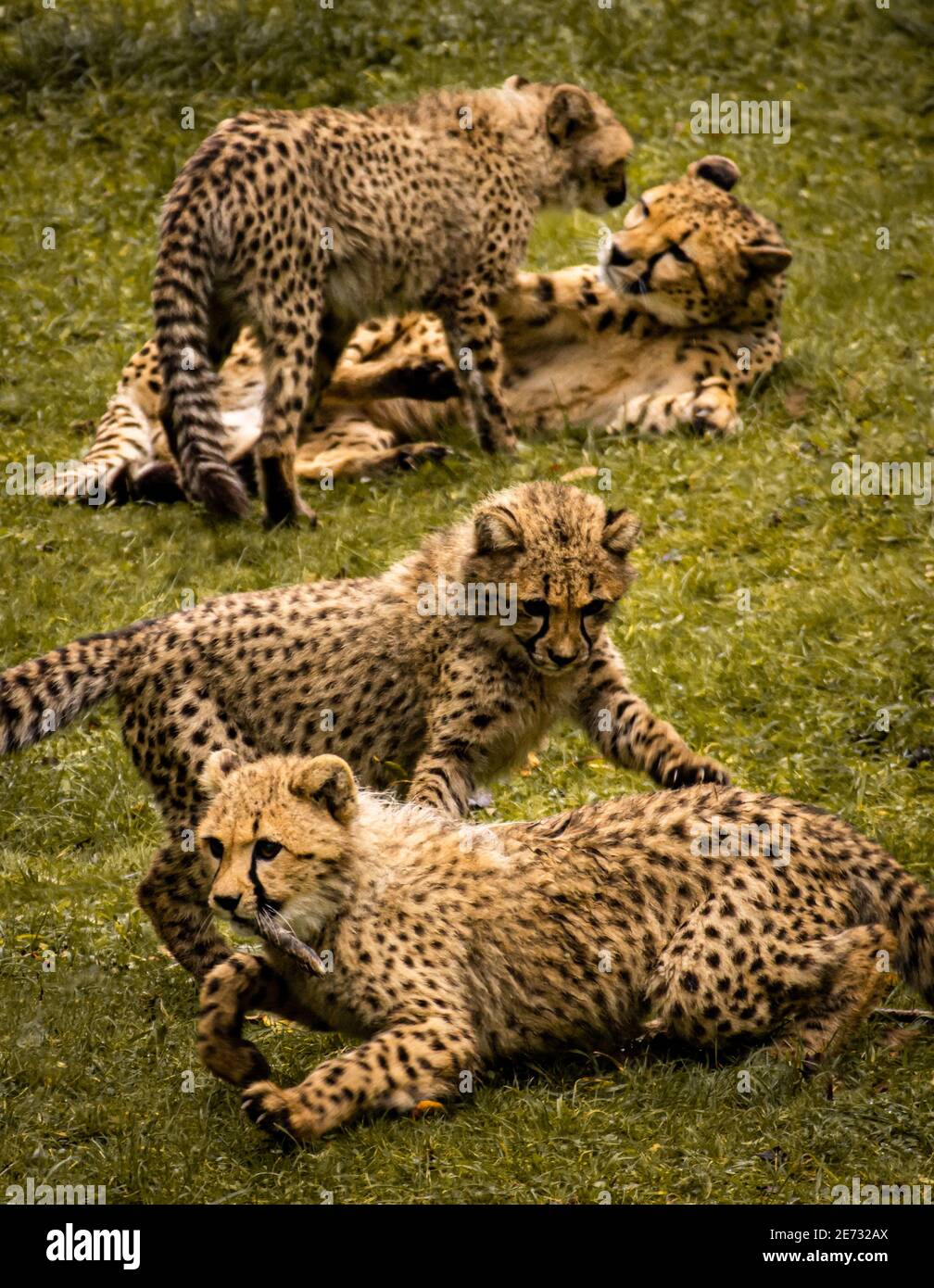 cheetah family playing Stock Photo - Alamy